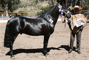 Caballo Chileno enfrenta grandes instancias - CaballoyRodeo.cl