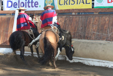 Santa Isabel llegará con equipo completo a Rancagua - CaballoyRodeo.cl