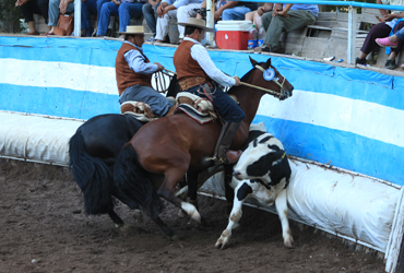 Luis Eduardo Cortés y Ariel Scibilia, multiples campeones de Rodeo ...