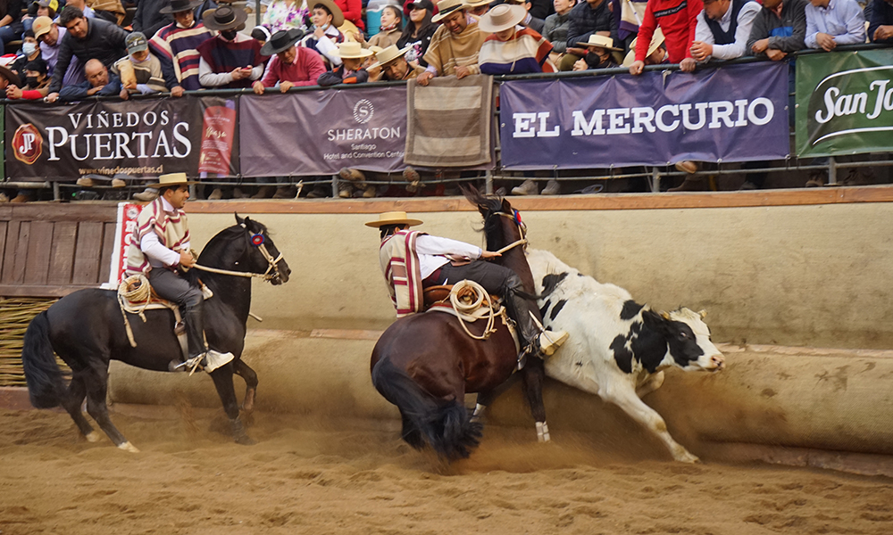 Clasificatorios y Champions - CaballoyRodeo.cl