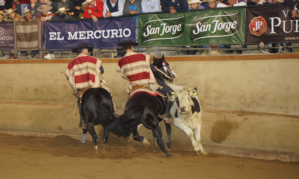 Clasificatorios y Champions - CaballoyRodeo.cl
