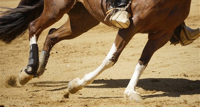Caballo y Rodeo, Portal del Caballo y Rodeo Chileno, Federacion del ...