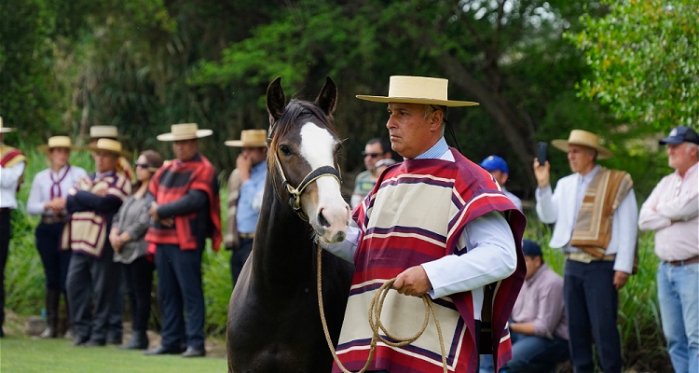 [Fotos] Muestra de caballos de Aguas Claras engalanó el "Rienda sin ...