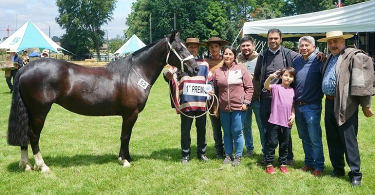 [Fotos] Los premios por categoría de la Expo SOFO 2024 - CaballoyRodeo.cl