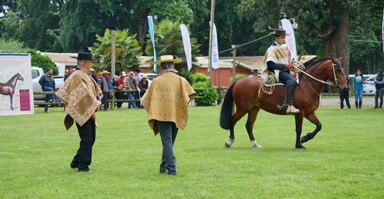 [Fotos] Un repaso en imágenes de la SOFO 2024 - CaballoyRodeo.cl