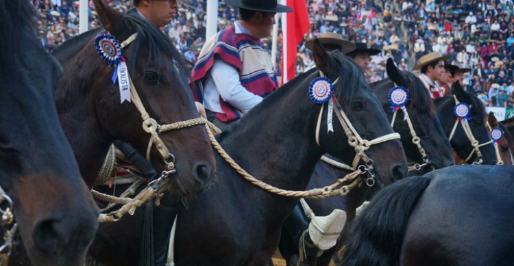 [Fotos] Una mirada a la Serie de Campeones del 76° Campeonato Nacional ...