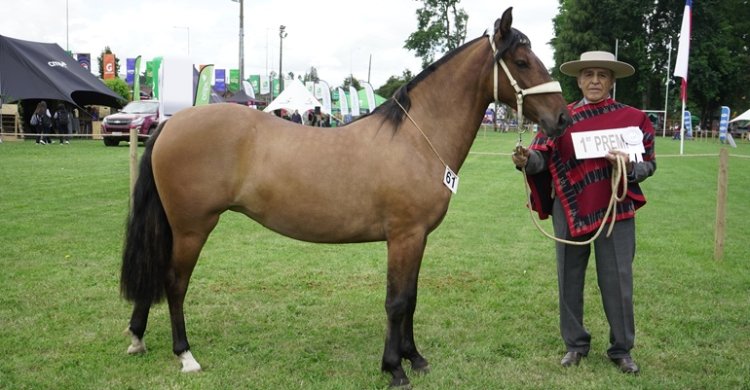 [Fotos] Los premiados por categoría de la Expo SOFO 2025 - CaballoyRodeo.cl