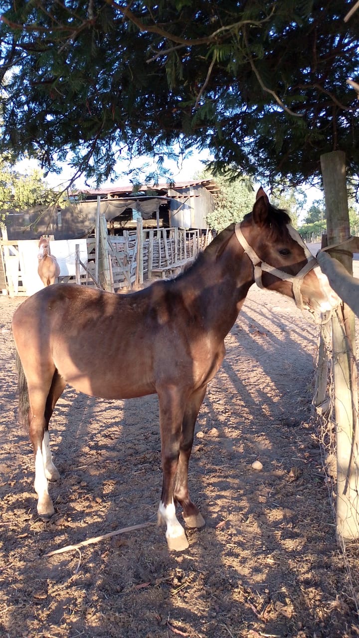[Vendo Potro] Potrillo - Compraventa CaballoyRodeo.cl