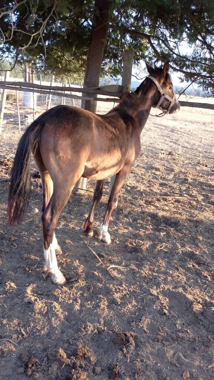[Vendo Potro] Potrillo - Compraventa CaballoyRodeo.cl