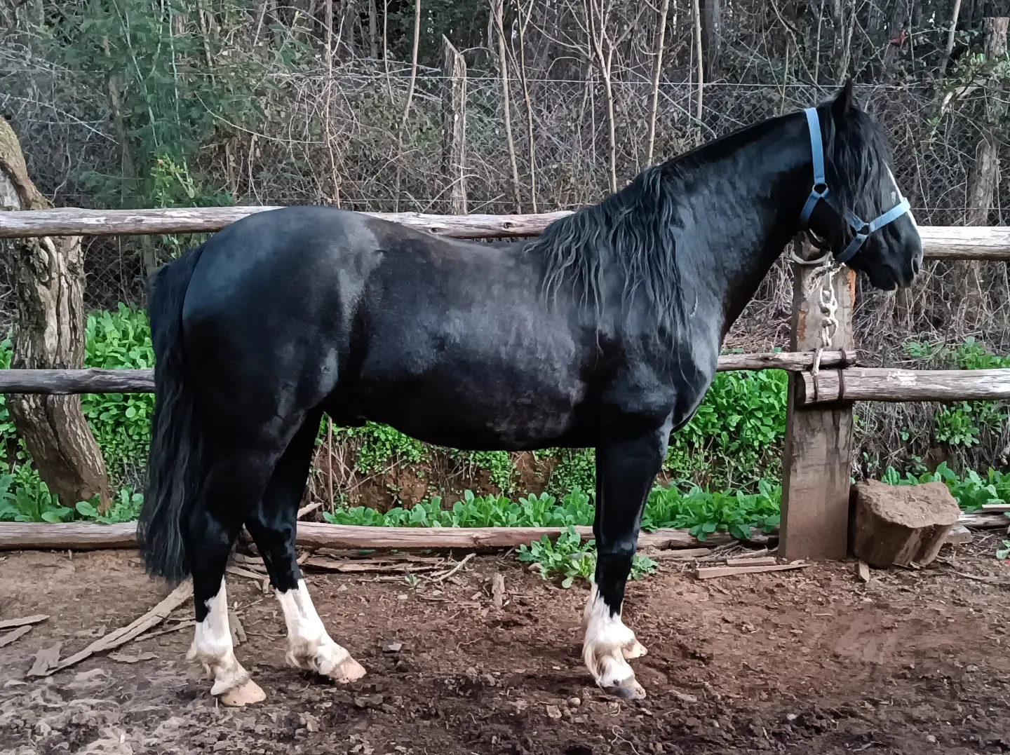 [Vendo Potro] Precioso potro reproductor - Compraventa CaballoyRodeo.cl