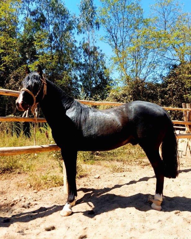 [Vendo Potro] ###LINDO POTRO### - Compraventa CaballoyRodeo.cl