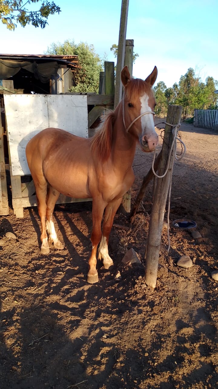 [Vendo Potro] Potrillo - Compraventa CaballoyRodeo.cl