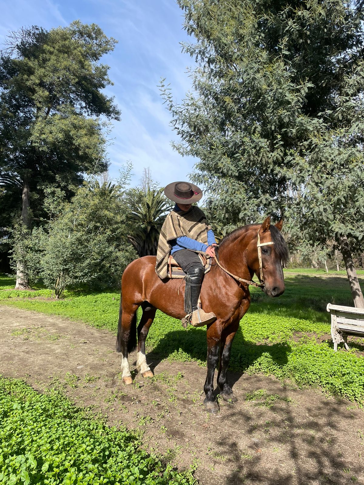 [Vendo Potro] Potro de 12 años con muchas condiciones poco corrido ...