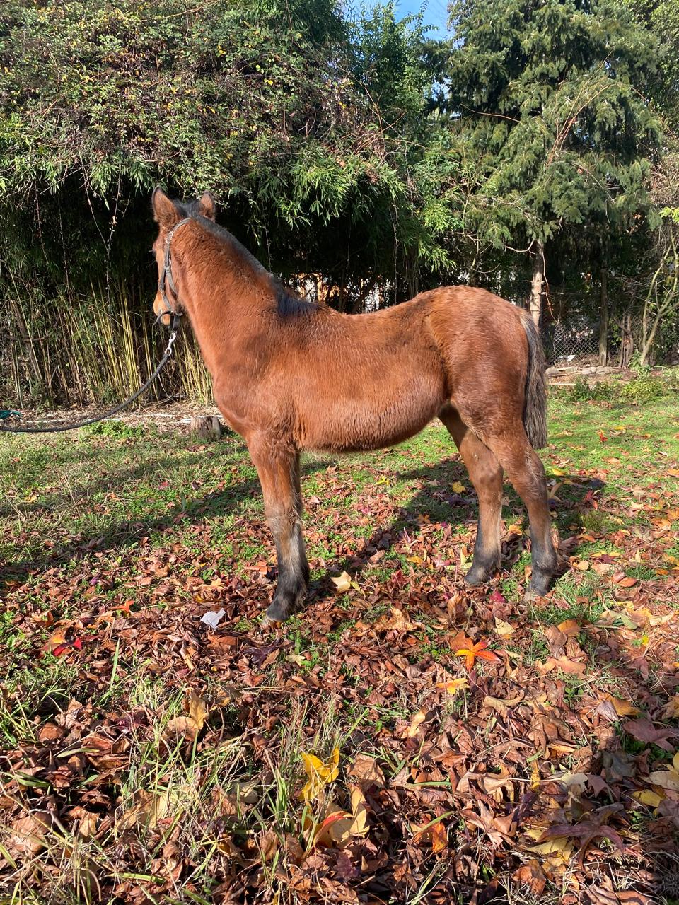[Vendo Potro] Disponible Bonito Potrillo de 7 meses Nieto del ...